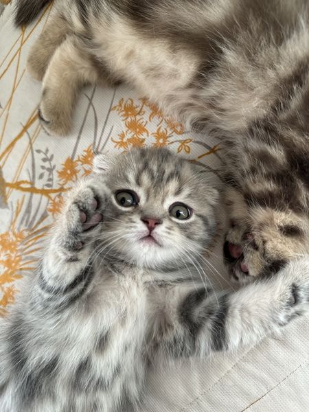 Котята шотладнская ЭЛИТ!