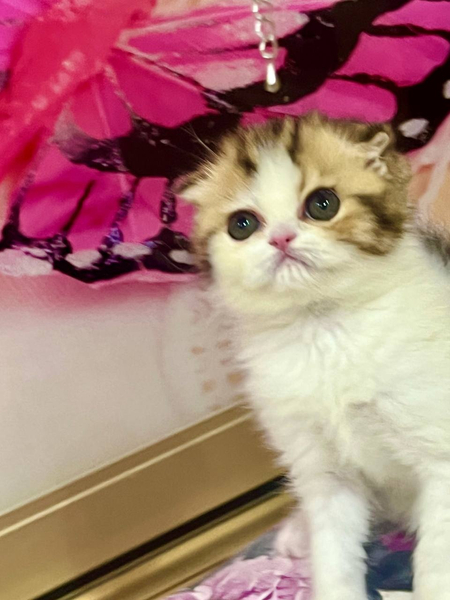Скотиш фолд девочка