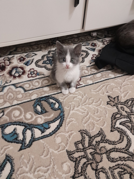 Котёнок девочка 2 месяца
