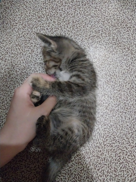 Котята отдадим даром
