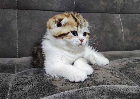 Шотландский котенок-мальчик