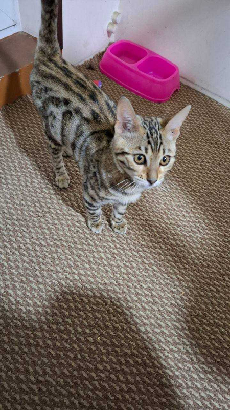 Bengal mushugi 3 oyli