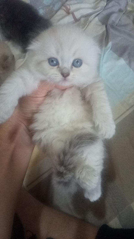 Продаю шатланских котят