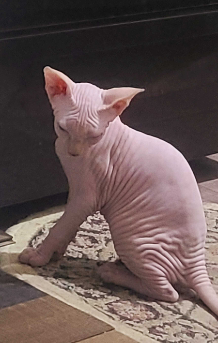 Котята Канадского сфинкса