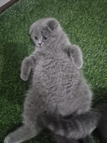 Мушук зотдор скоттиш-фолд угил