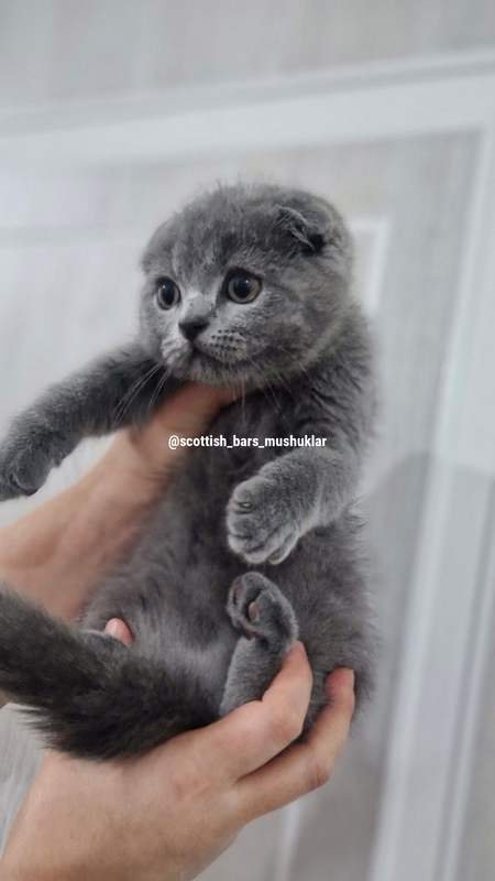 Мушук зотдор скоттиш-фолд угил