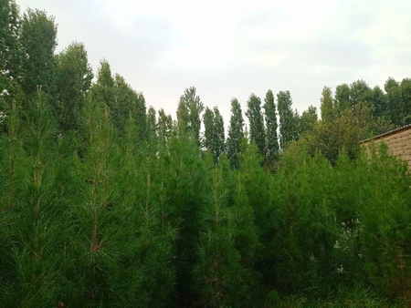 Сасна ва бошка турдаги арчалар бор