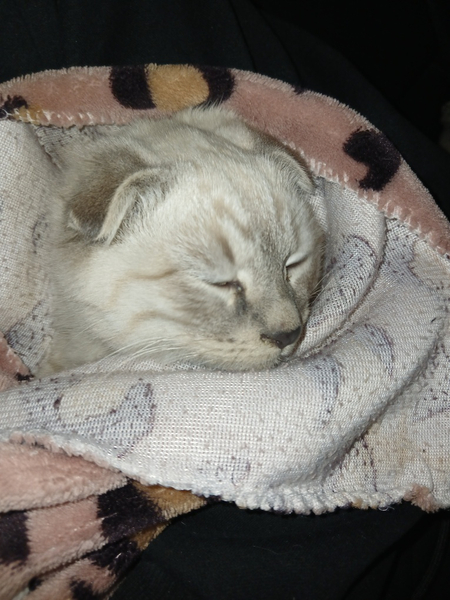 Шотланский вислоухий кот 3 месяца