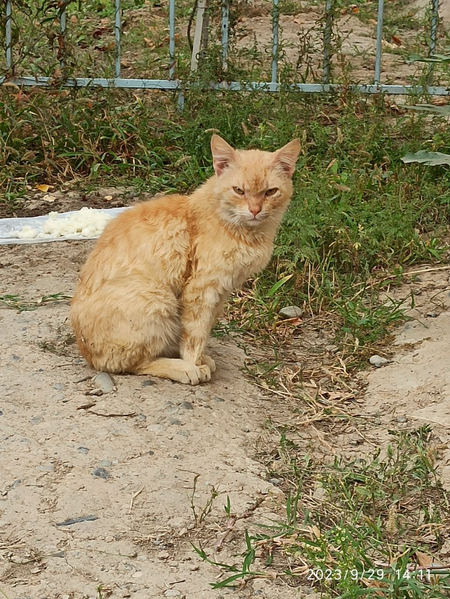 Кот в добрые руки