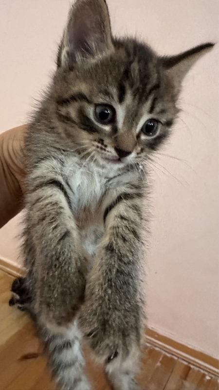 Продаются котята вислоухой кошки Мушукчалар сотилади (скоттиш фолд)