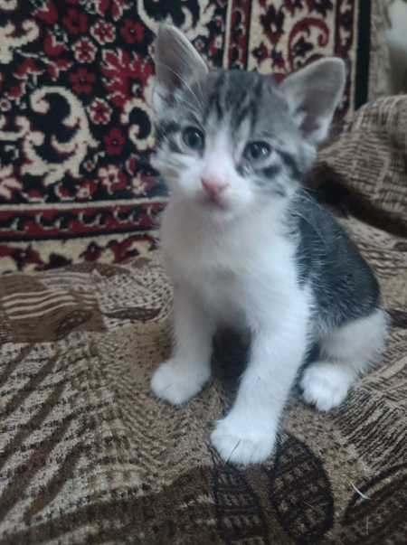 Отдам котят в хорошие руки