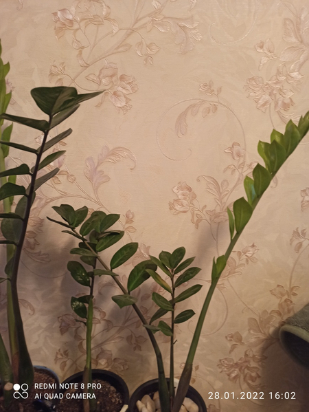 Замикалькулис или долларовые дерево