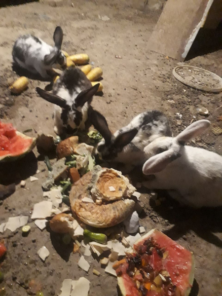 Куёнлар сотилади