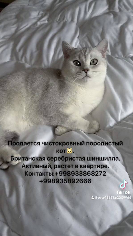 Продаётся кот/ котёнок