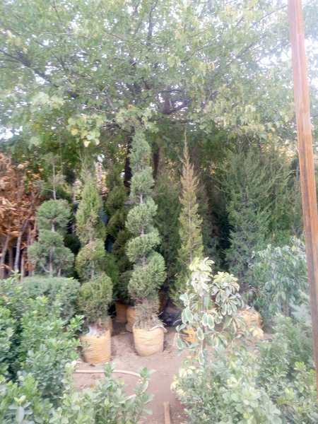 Xar xil turdagi kôchatlar archa va gular