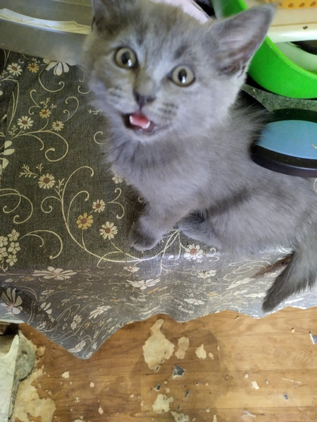 Радость(котятки) для серьезных людей