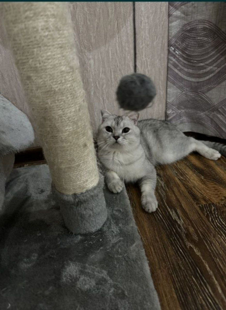 Шотландский котёнок страйт девочка