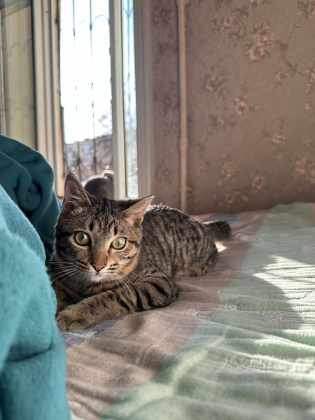 Отдам в добрые руки котика Васю