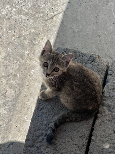Котенок (кошка)