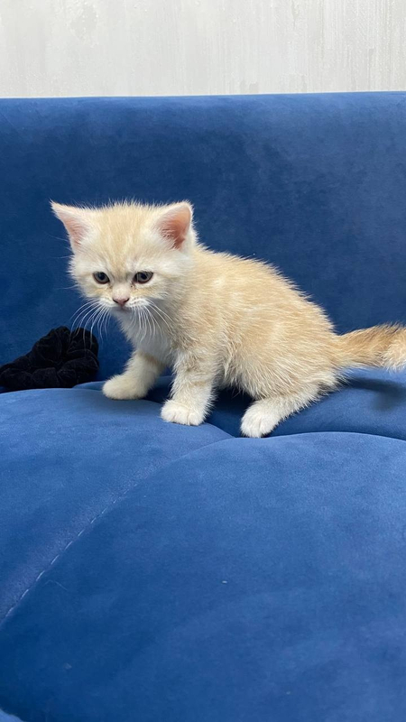 Mushukcha Котенок.