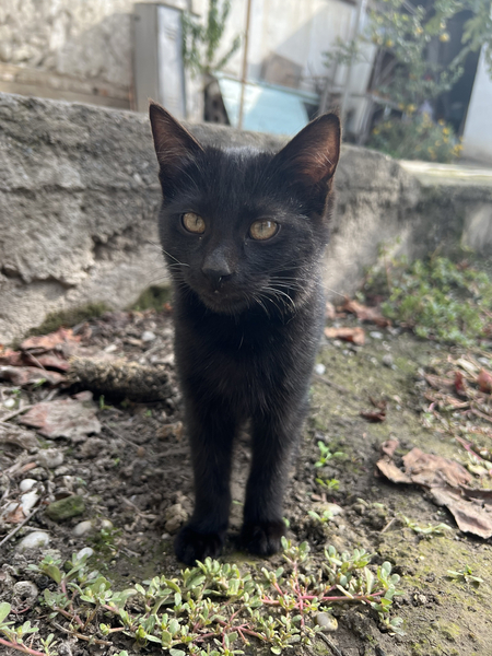 Котёнок, мальчик, г. Маргилан