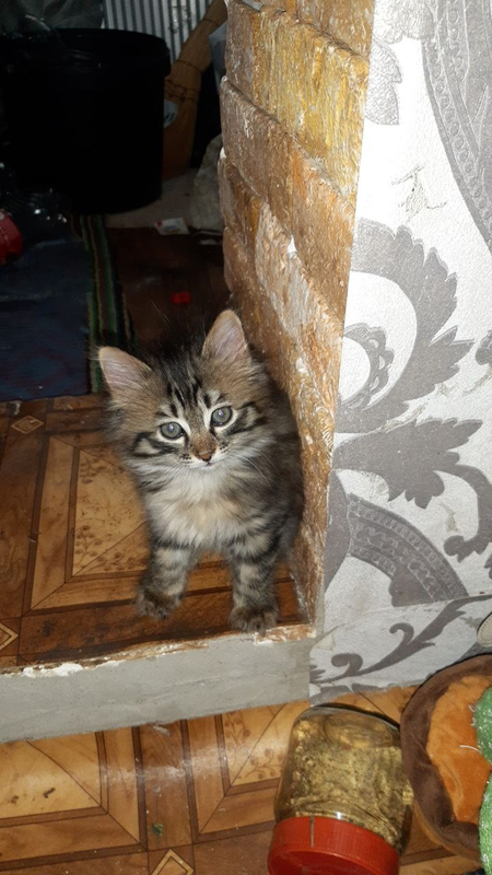 Отдам котёнка в добрые хорошие руки