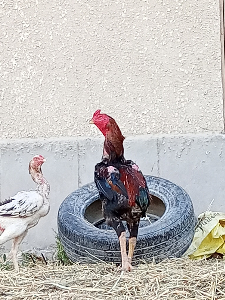 Zotdor xoʻroz va mokion sotiladi