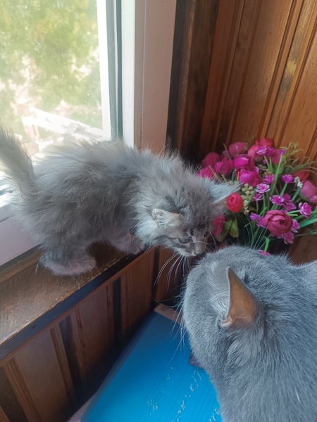 Сибирский котёнок !