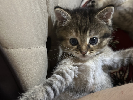 Котята девочки и мальчик