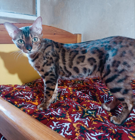 Бенгальская кошка