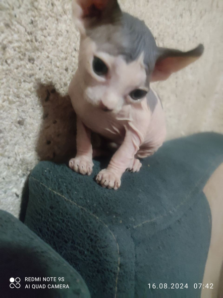 Продаются котята сфинксы