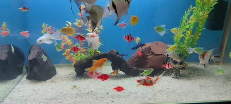 Akvarium mirniy baliqlari sotiladi