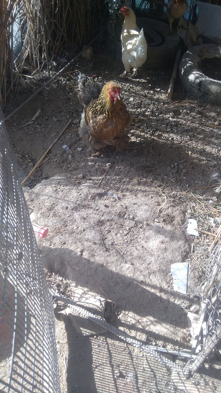 Tovuqlar zõr har kun tuğadi