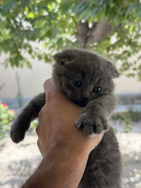 Котенок скотиш фолд