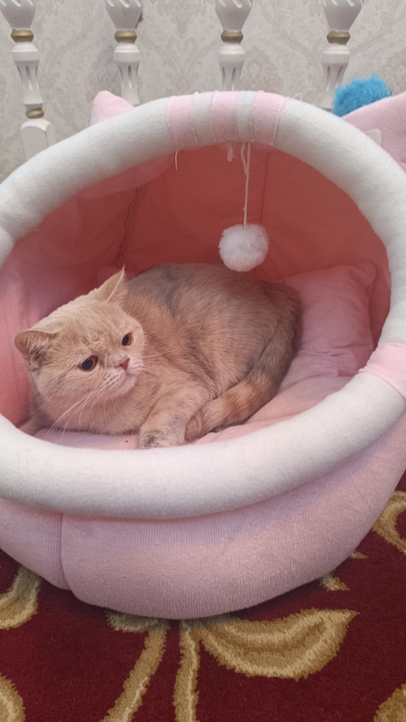 Продаётся британская кошка