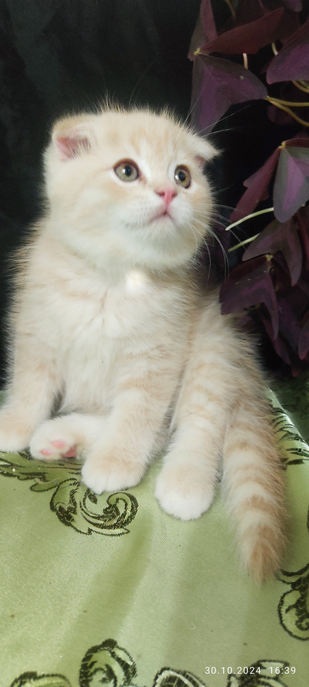 Котёнок скотиш фолд