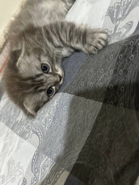 Шотландский вислоухий скотиш фолд мальчик