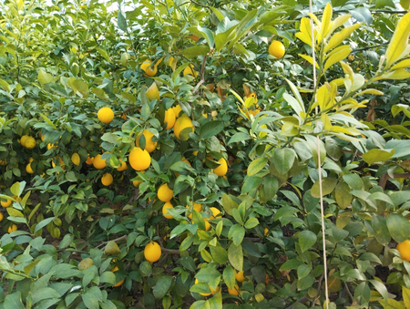Limon лимон лаймн