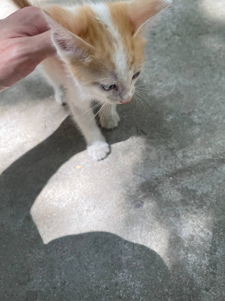 Котёнок / mushuk bolasi