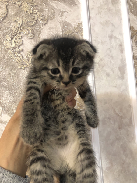 Скоттиш фолд мушуклар
