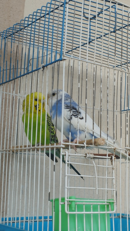 Sogʻlom toti qush