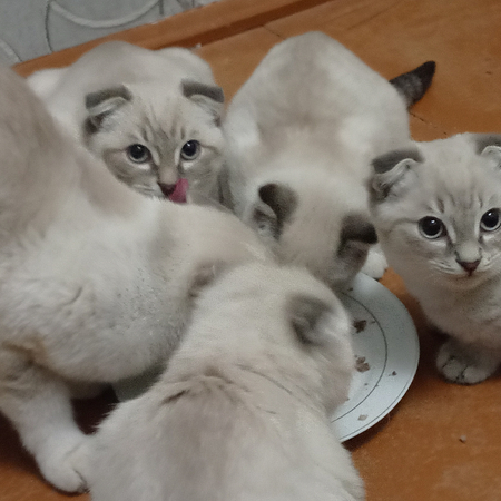 Мушук, пишак, котёнок
