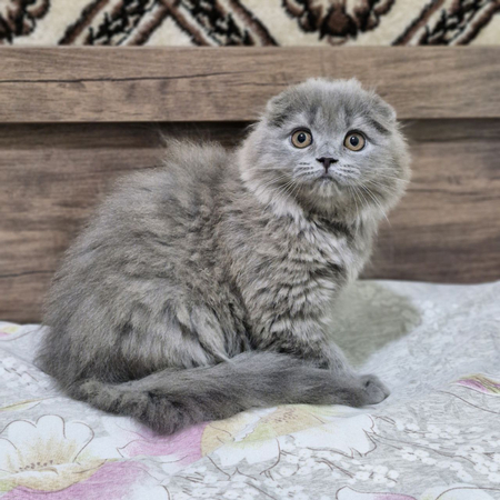 Продается девочка скоттиш фолд