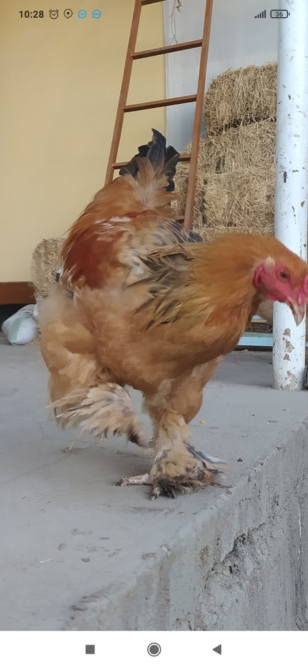Birama xo'rozi 5 ta 2ta tovug'i