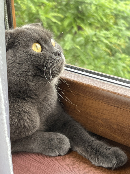 Котята скоттиш-фолд