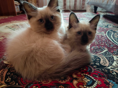 Кошки сиамские девочка и мальчик