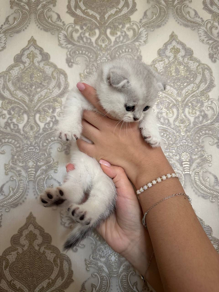 Скотиш фолд, чистокровная шиншилла