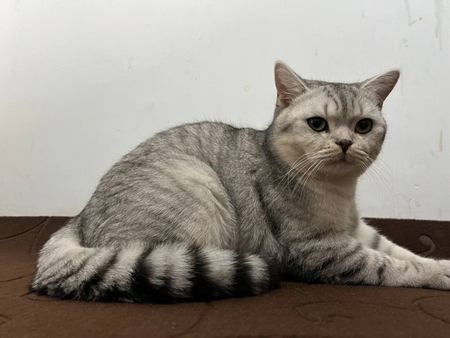 Кот приглашает на Вязку