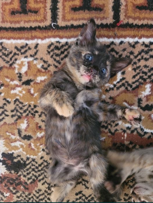 Котятя 2месячные