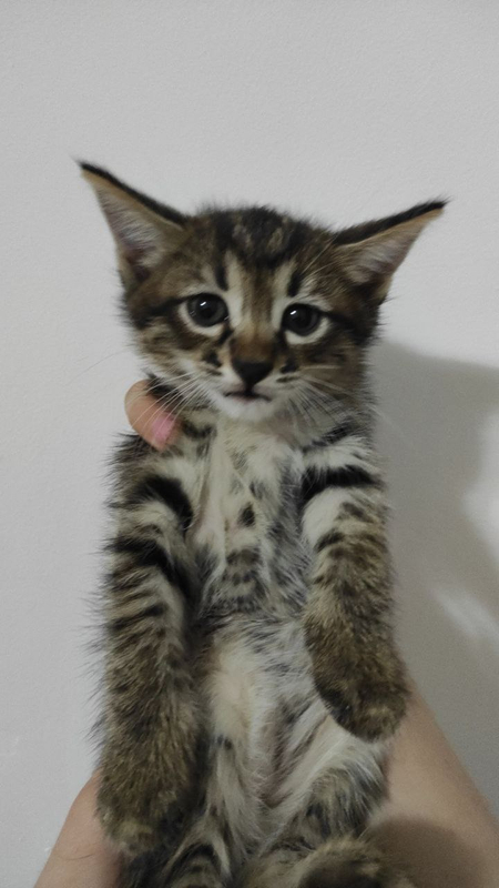Отдаются котята в хорошие руки!